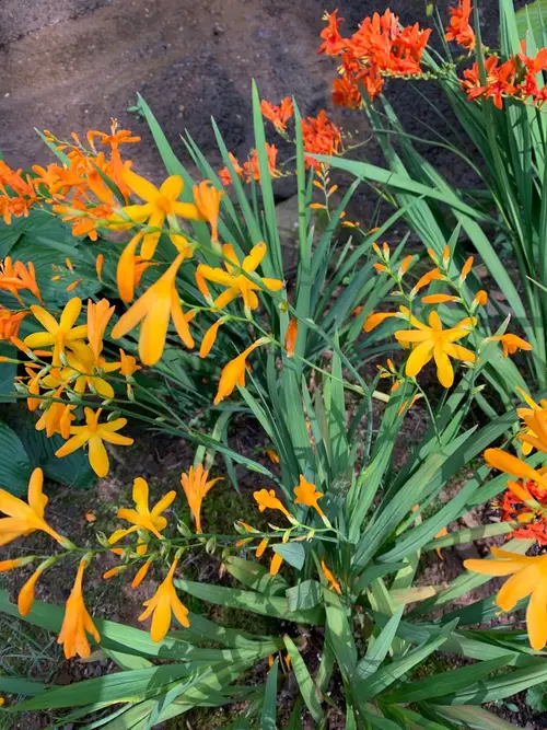Crocosmia × crocosmiiflora 'Meteore' 花言葉，毒性，よくある質問 - PictureThis