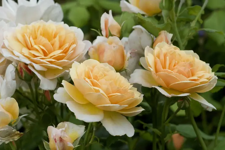 Rosa 'Grace' - PictureThis