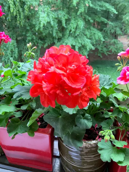 Pelargonium × hortorum 'Julia' - PictureThis