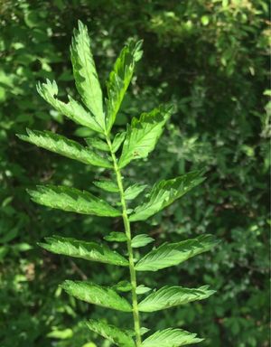 How to Grow and Care for Agrimony