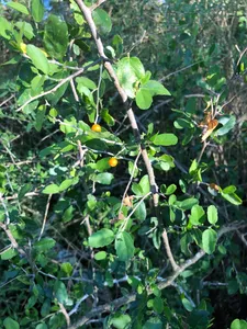 How to Propagate Spiny Hackberry