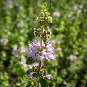 Poleo - Mentha pulegium (Cuidado, Características, Flor, Imágenes)