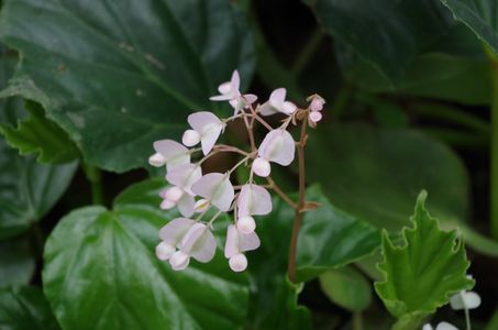 How to Grow and Care for Morning-glory begonia