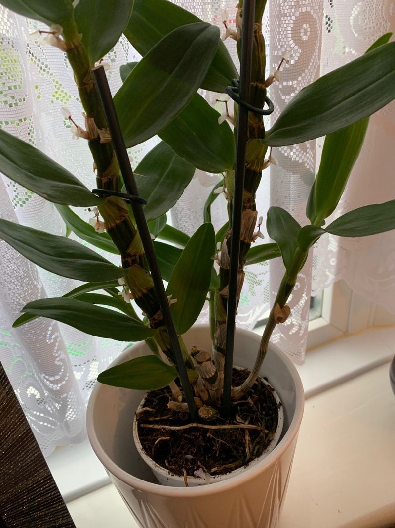 Unveiling the Unique Benefits and Uses of Wilson's dendrobium