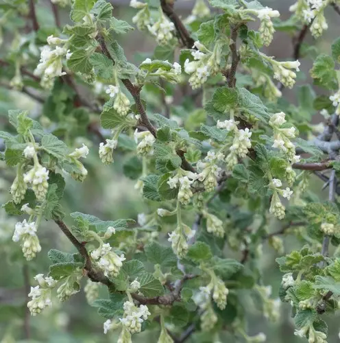 Ribes indecorum - PictureThis