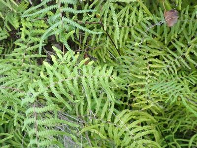 Coral fern (Gleichenia polypodioides) - PictureThis