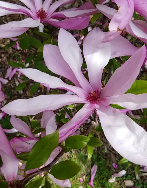 Magnolia liliiflora 'Betty' - PictureThis