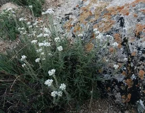 How to Prune Alyssum tenuifolium