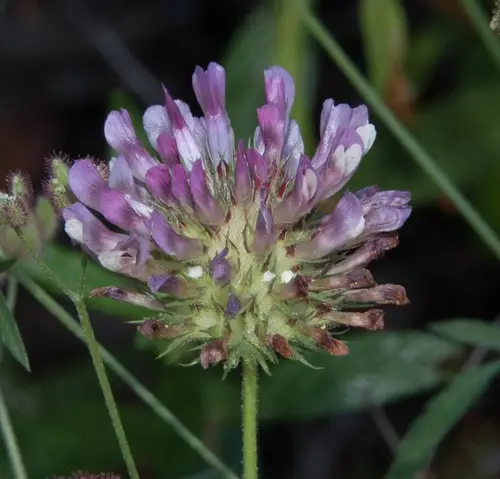 Clammy clover (Trifolium obtusiflorum) Flower, Leaf, Care, Uses ...