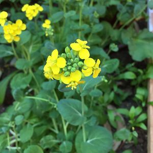 Nabo de campo - Brassica rapa (Cuidado, Características, Flor, Imágenes ...