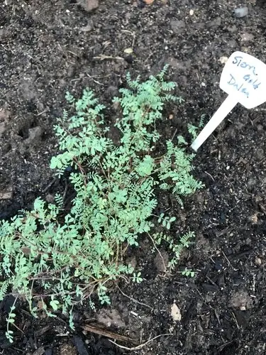 Dalea capitata Flower, Leaf, Care, Uses - PictureThis