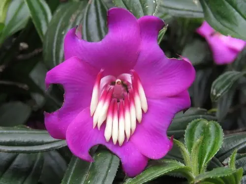 Meriania longifolia - PictureThis