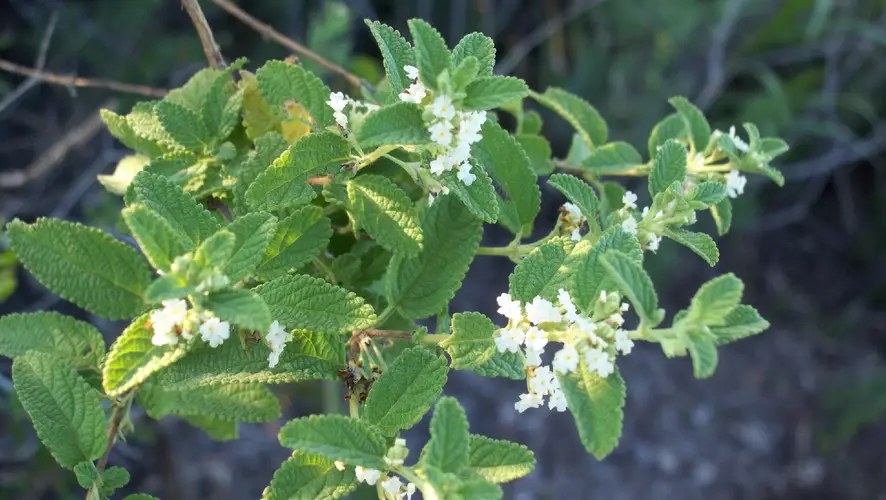 Oreganillo (Aloysia wrightii) - PictureThis