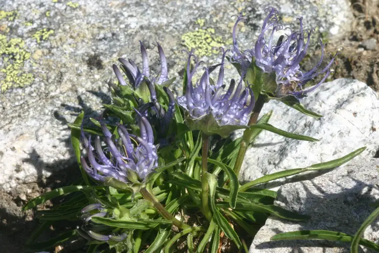 Phyteuma confusum - PictureThis