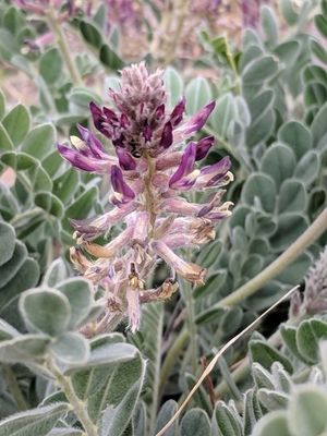 Woolly Locoweed (Astragalus mollissimus) - PictureThis