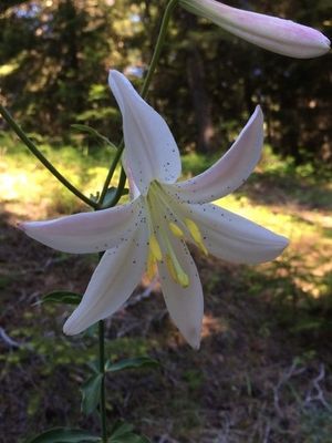 How to Grow and Care for Washington lily