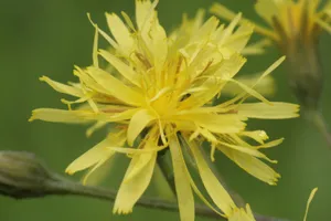 How to Propagate Pink hawksbeard