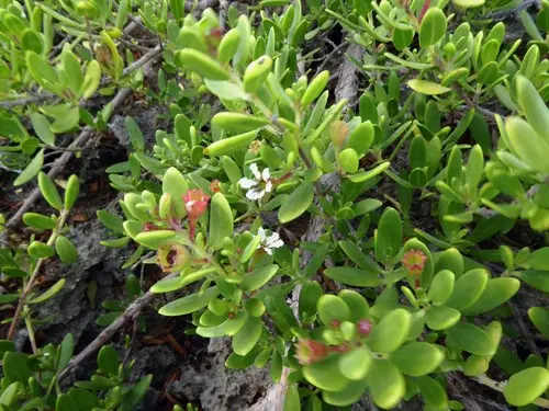 How to Plant and Grow Mentigi(Pemphis acidula)