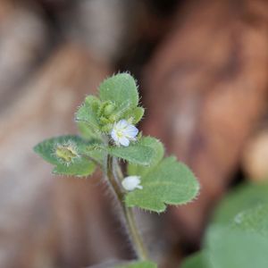Ivy-leaved speedwell - Veronica hederifolia (Taxonomy, Characteristics ...