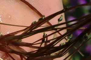 How to Propagate Floating club-rush