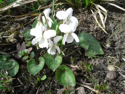 🍀 How to Grow and Care for White violet