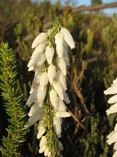 Easter heath (Erica penduliflora) Flower, Leaf, Care, Uses - PictureThis