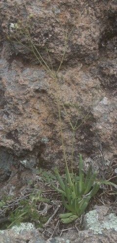 How to Grow and Care for Fame flower