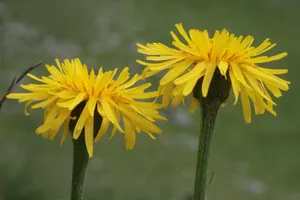 How to Prune Hawk's-beard