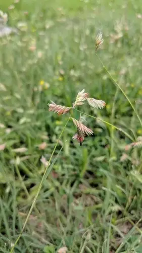 Zacate búfalo (Bouteloua dactyloides) - PictureThis