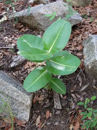 Talayote (Asclepias lemmonii) - PictureThis