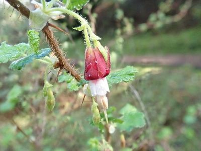 Canyon gooseberry (Ribes menziesii) - PictureThis