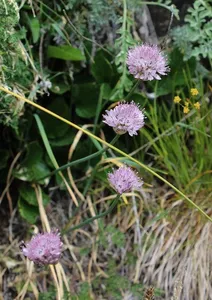 How to Prune Allium pseudostrictum