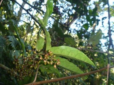 How to Grow and Care for Amborella