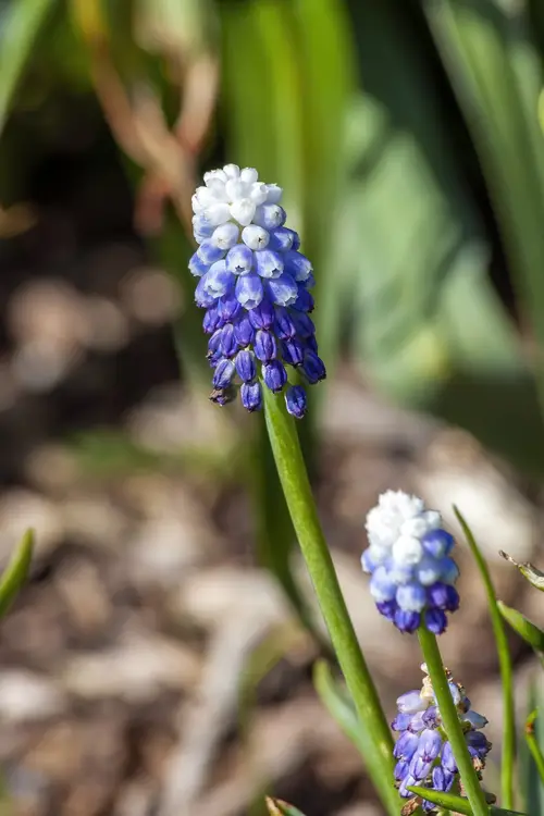 Muscari aucheri 'Ocean Magic' - PictureThis