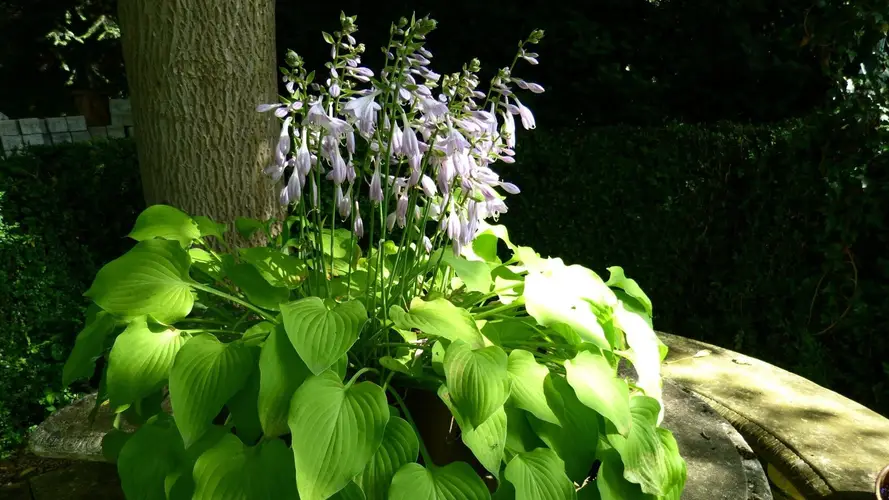 How to Plant and Grow August lily(Hosta plantaginea)