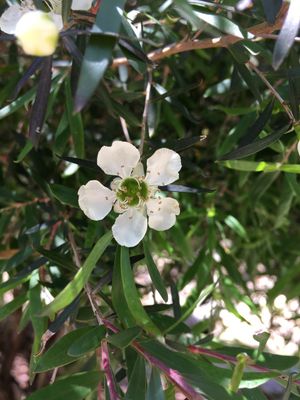 How to Grow and Care for Common tea tree
