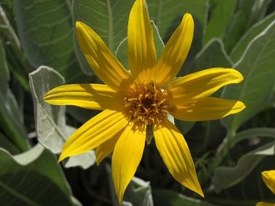 Woolly Mule's Ears (Wyethia mollis) - PictureThis