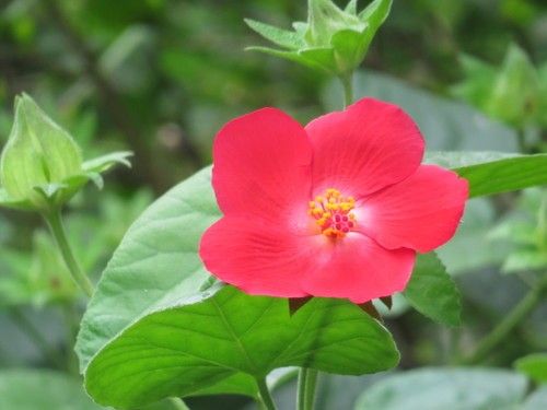 The Benefits of Heartleaf rosemallow: A Comprehensive Guide
