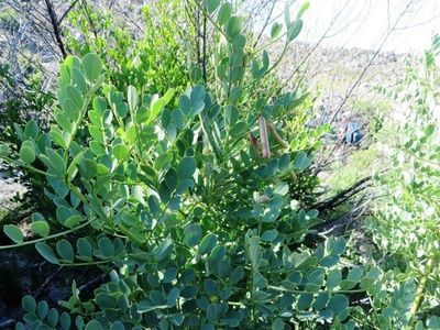 Cómo cultivar y cuidar una Indigofera frutescens