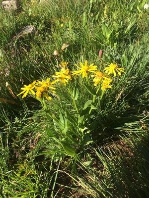 Thickleaf ragwort (Senecio crassulus) - PictureThis