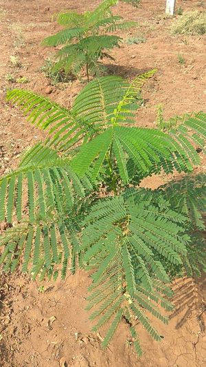 How to Grow and Care for Molucca albizia