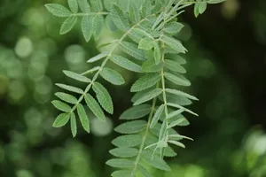 How to Propagate Bursera cuneata