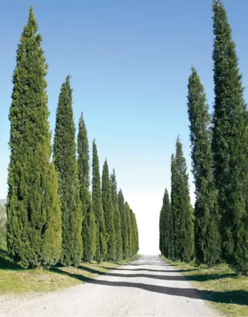How to Plant and Grow Italian cypress 'Swane's Gold'(Cupressus ...