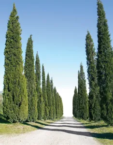 How to Propagate Mediterranean cypress 'Swane's Gold'