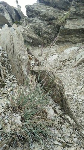 Barcea - Festuca ovina (Cuidado, Características, Distribución, Imágenes)