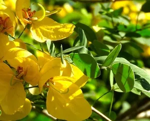 How to Propagate Senna pallida
