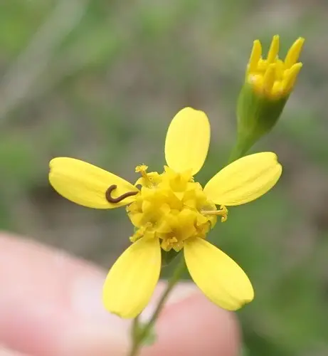 Cineraria lobata Flower, Leaf, Care, Uses - PictureThis