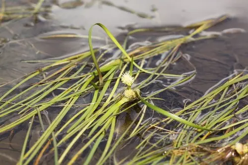 Narrowleaf bur-reed (Sparganium angustifolium) Flower, Leaf, Care, Uses ...