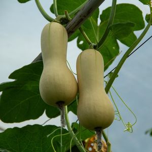 Calabaza moscada - Cucurbita moschata (Cuidado, Características ...