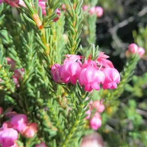 How to Prune Berry heath